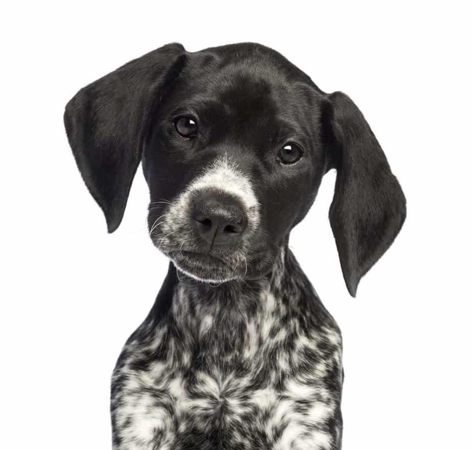 Calm Your Crazy German Shorthaired Pointer - HoundGames
