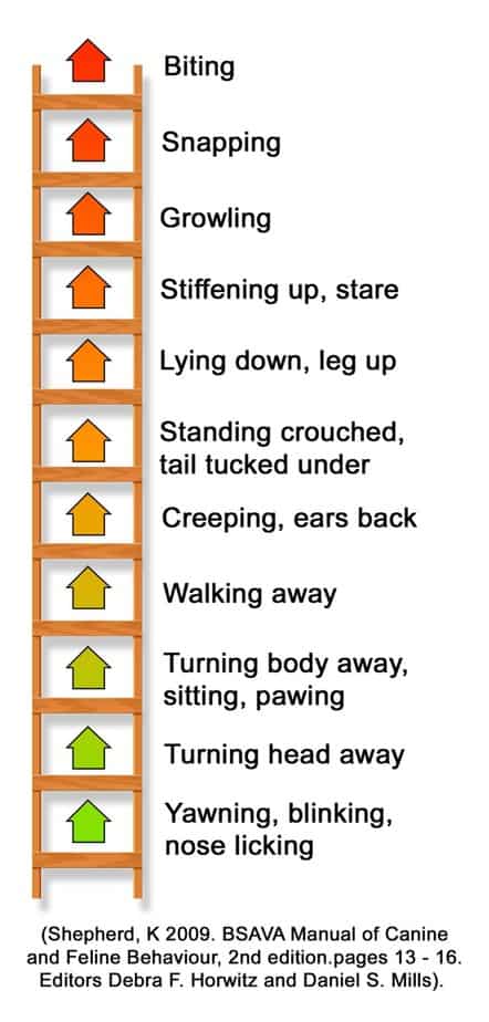 Puppy is Aggressive: (Guide to aggression 2023) - HoundGames