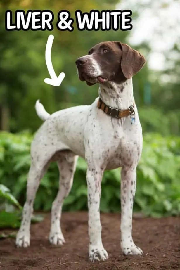 German Shorthaired Pointers: Colors and Changes - HoundGames