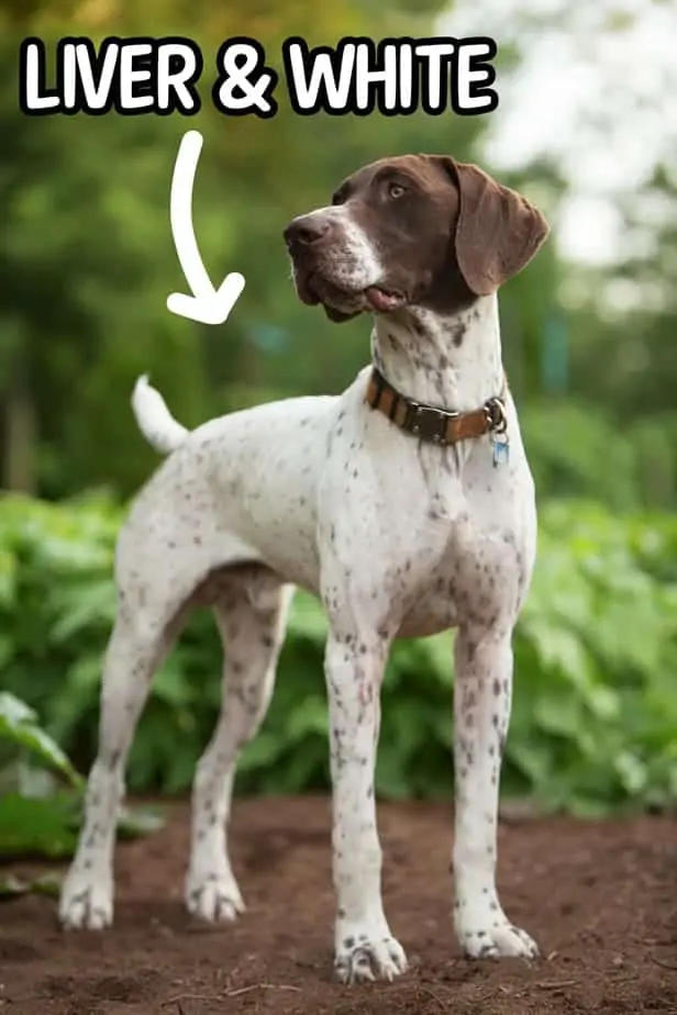 German Shorthaired Pointers: Colors and Changes - HoundGames