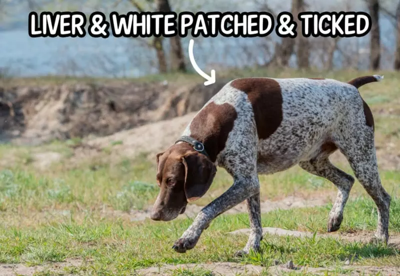 German Shorthaired Pointers: Colors and Changes - HoundGames