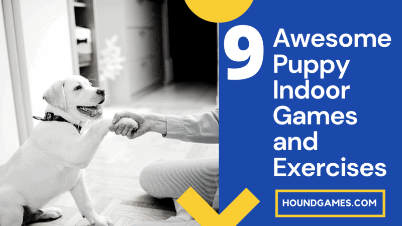 9 Awesome Puppy Indoor Games and Exercises - HoundGames