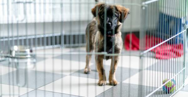 Choosing a Dog Pen: Complete Guide (Size and Type) - HoundGames