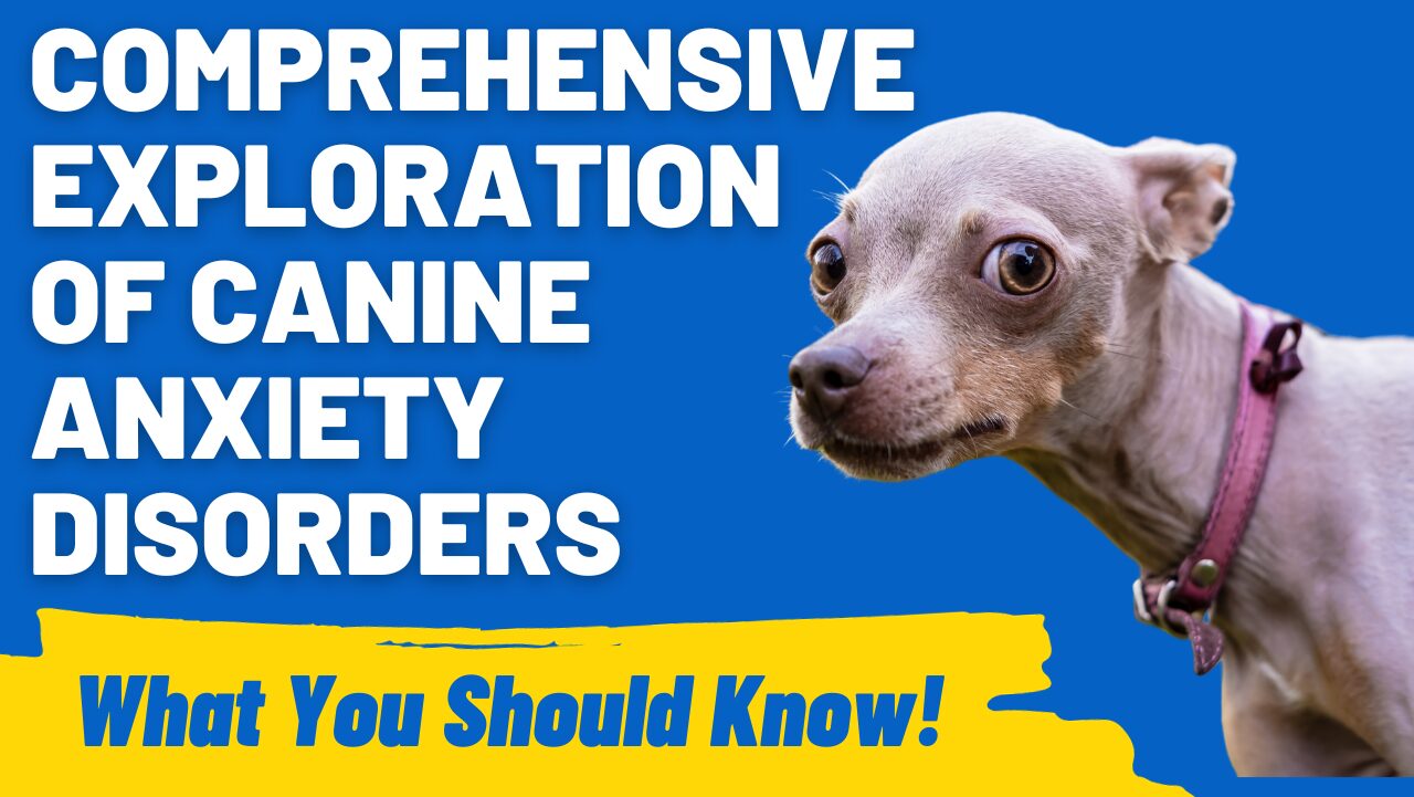 Understanding Canine Anxiety: Dog Fears & Phobias Explored - HoundGames