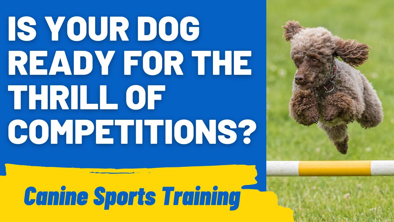 Expert Dog Sports Training for Competition Success - HoundGames