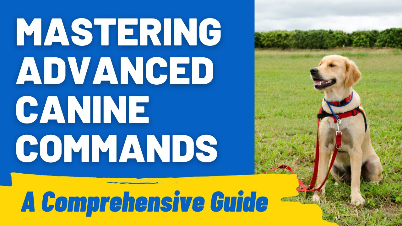 Expert Dog Training: Master Advanced Canine Commands Guide - HoundGames