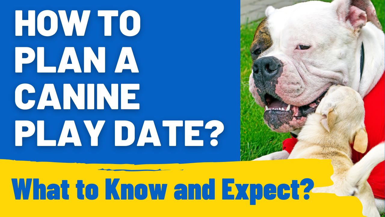 How to Plan Canine Play Dates: What to Know and Expect - HoundGames