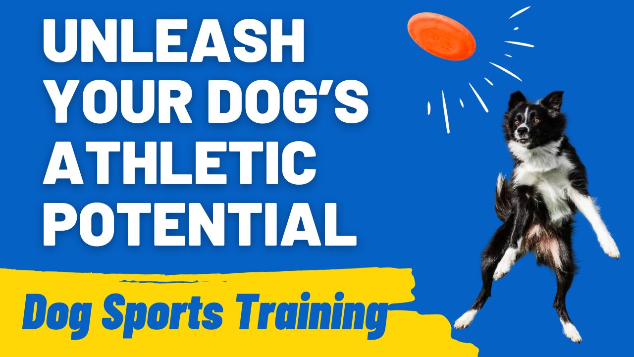 From Agility to Retrieving: The Best Sports for Dogs - HoundGames