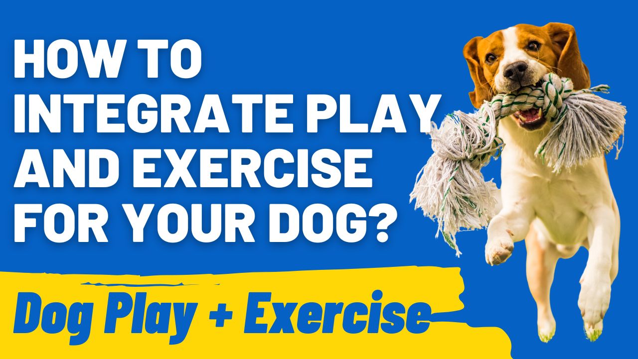 Integrating Dog Exercise and Play: Tips and Strategies - HoundGames