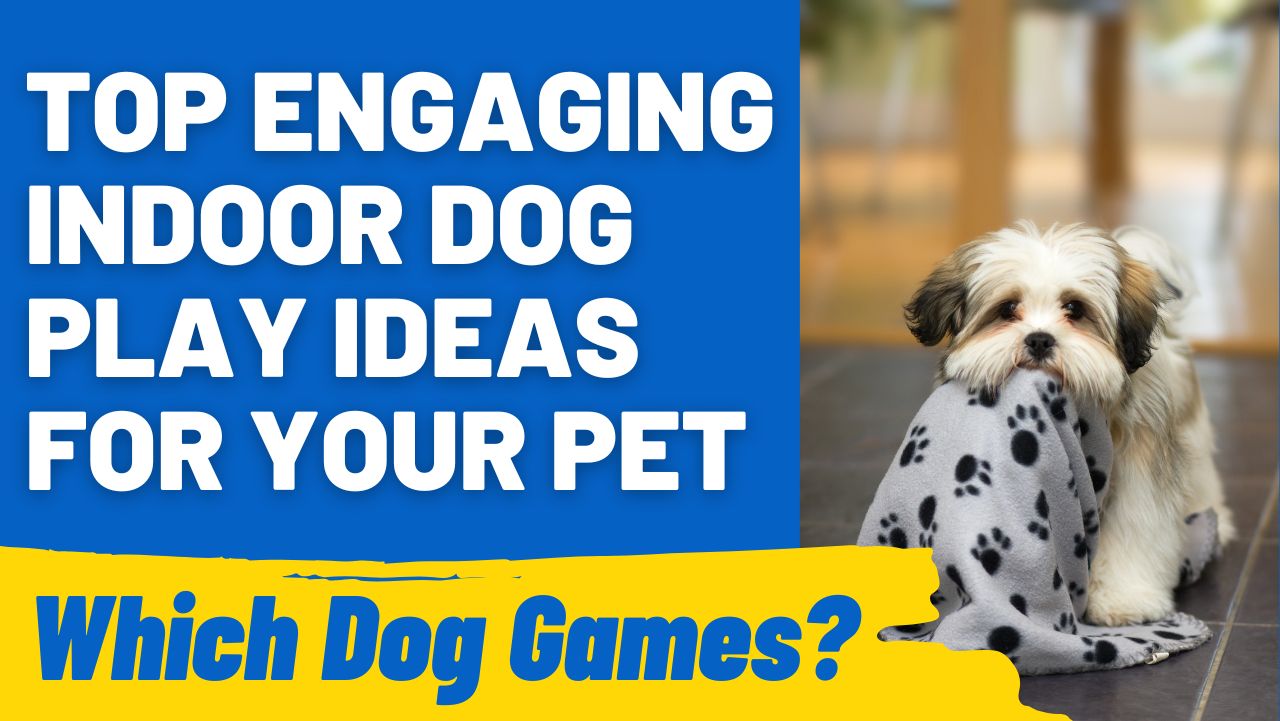 Indoor Dog Play Ideas: Make Your Home Dog-Friendly - HoundGames